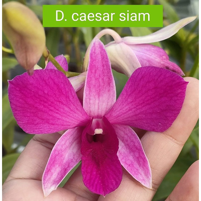 Jual Dendrobium Bulat Murag | Shopee Indonesia