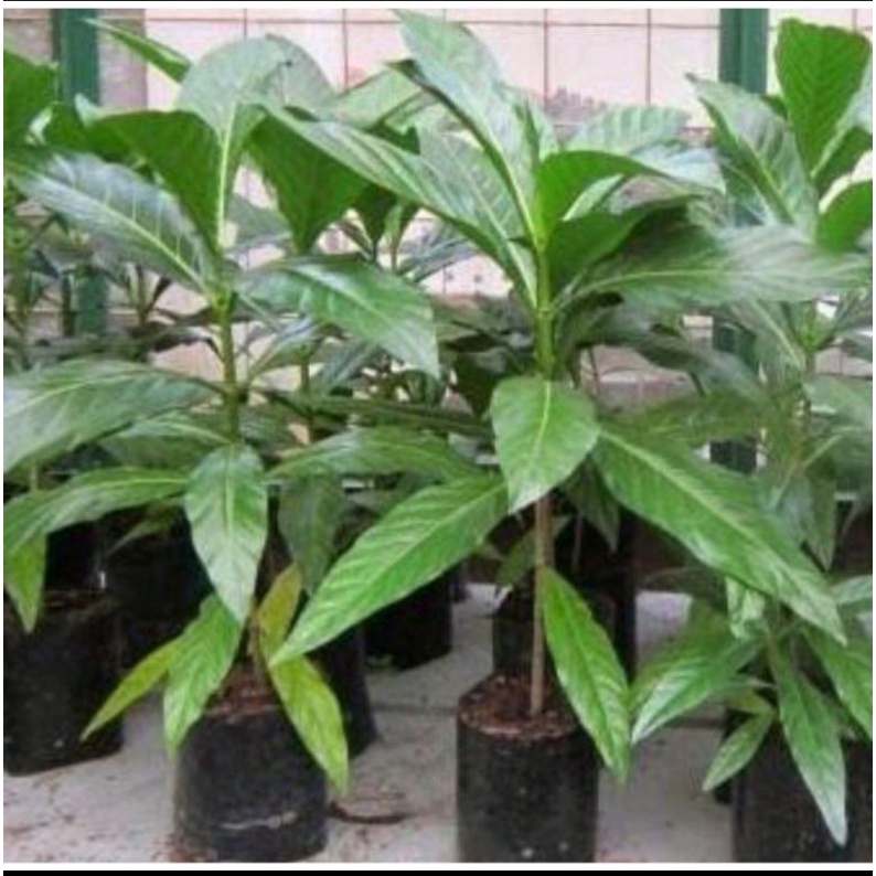 Jual Tanaman herbal Buah Pace/ Mengkudu | Shopee Indonesia