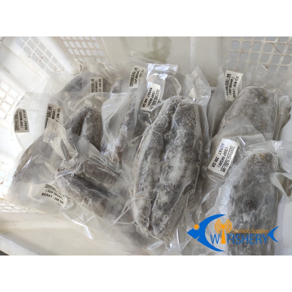 Jual Teripang Susu / Haisom - Sea Cucumber Frozen | Shopee Indonesia