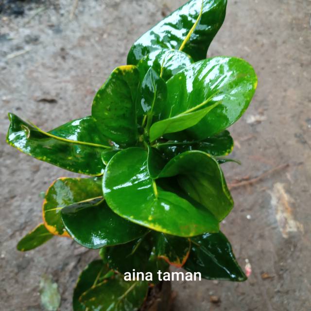 Jual POHON PURING JENGKOL DAUN HIJAU | Shopee Indonesia