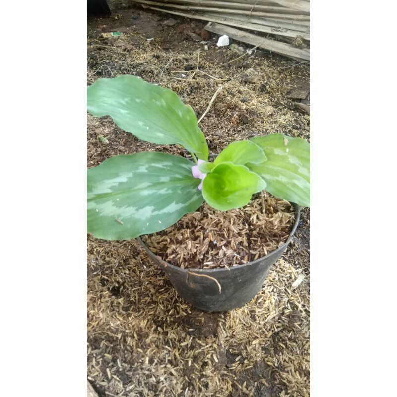 Jual calathea merak-tanaman hias calathea merak - pohon calathea merak ... Jual calathea merak-tanaman hias calathea merak - pohon calathea merak ...
