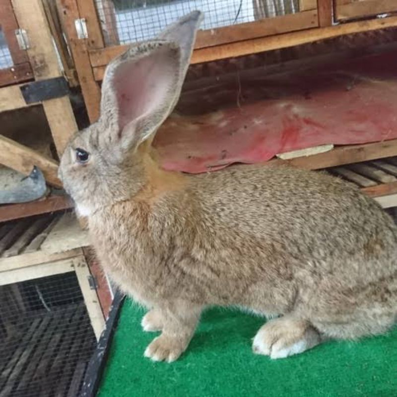 Jual Kelinci Jumbo Raksasa SUPER BESAR Flemish Giant | Shopee Indonesia