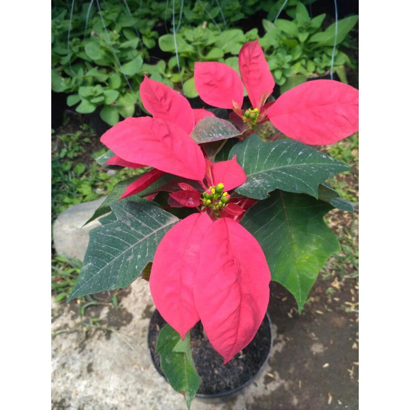 Jual katsuba | Shopee Indonesia