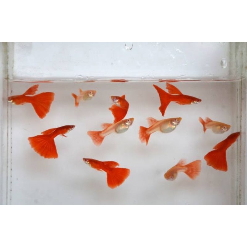 Jual Ikan hias guppy albino full red long dorsal (AFR) | Shopee Indonesia