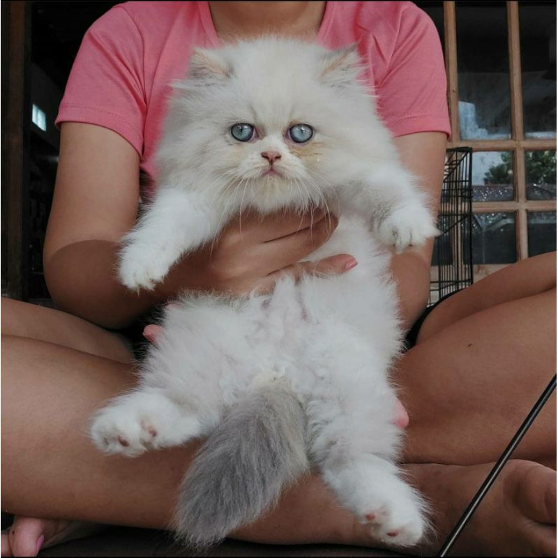 Jual kucing himalaya / ragdoll | Shopee Indonesia