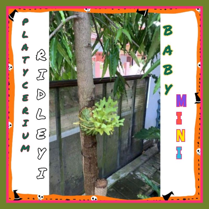 Jual 25 Pohon BABY SIZE PLATYCERIUM RIDLEYI SIMBAR MANJANGAN ,ANGGREK ...