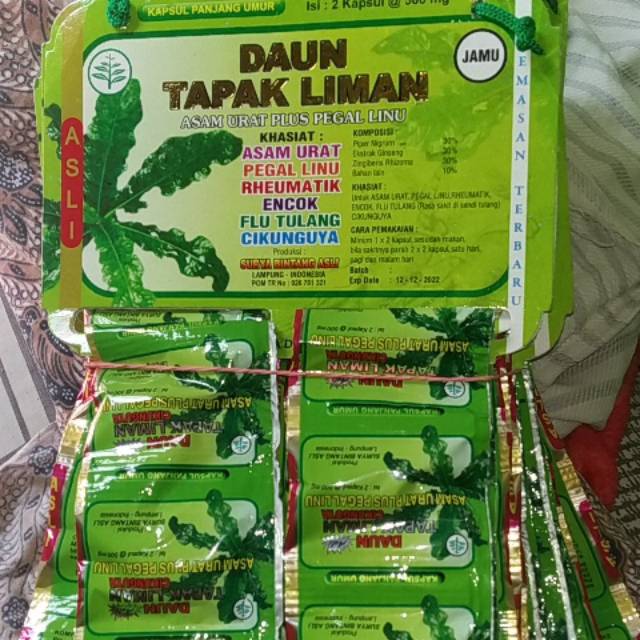 Jual Daun tapak Liman hijau original 100% | Shopee Indonesia