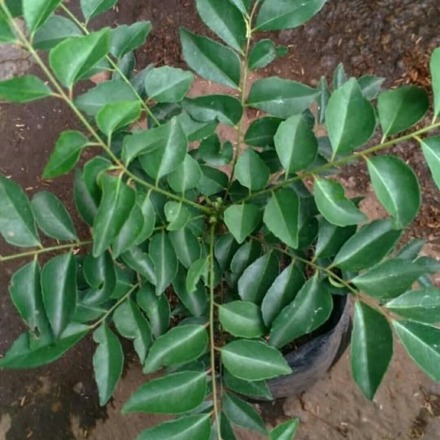 Jual Daun Kari / Temurui / Salam Koja / Korobelek / Korokeling / Curry ...