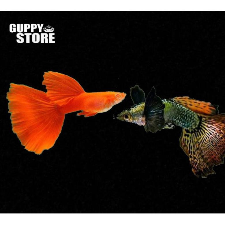 Jual Ready Paket Hemat Ikan Hias Ikan Guppy 12 Ekor Afr & Dragon Paket Murah | Shopee Indonesia