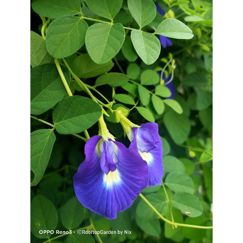 Jual Bunga Telang Bunga Teleng Edible Flower Fresh Pick Segar Pewarna ...