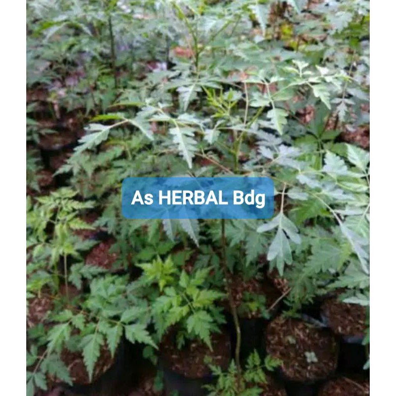 Jual Jual bibit daun mindi atau bibit pohon mindi unggul-az | Shopee ...