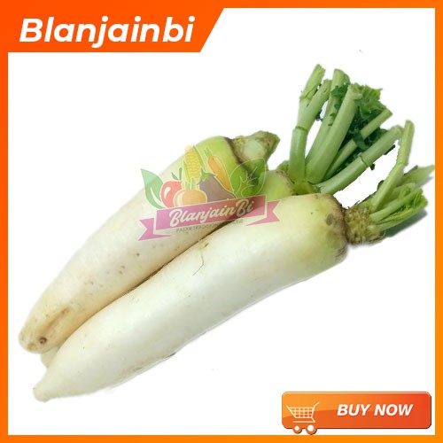 Jual Lobak putih segar Bandung Area | Shopee Indonesia