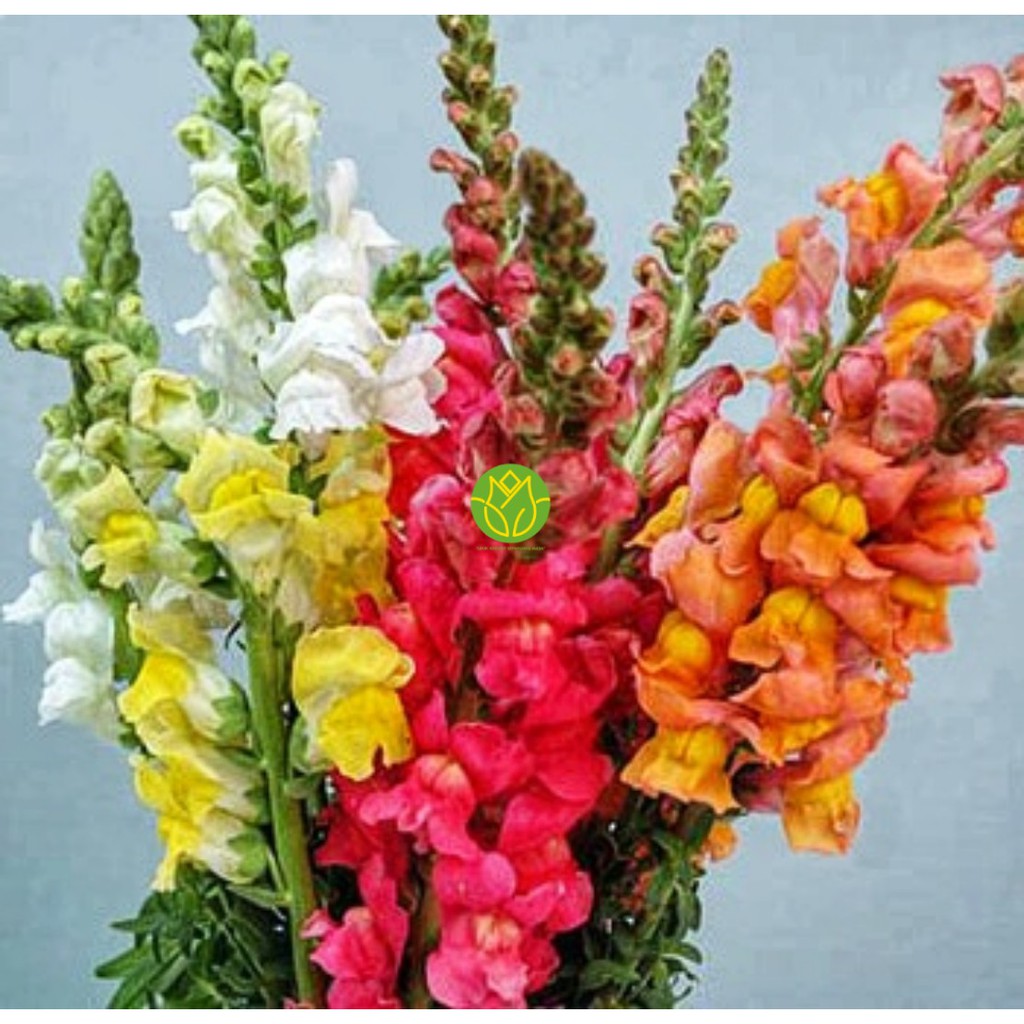 Jual Bunga Snapdragon Asli | Snapdragon Potong | Bunga Snapdragon Segar ...
