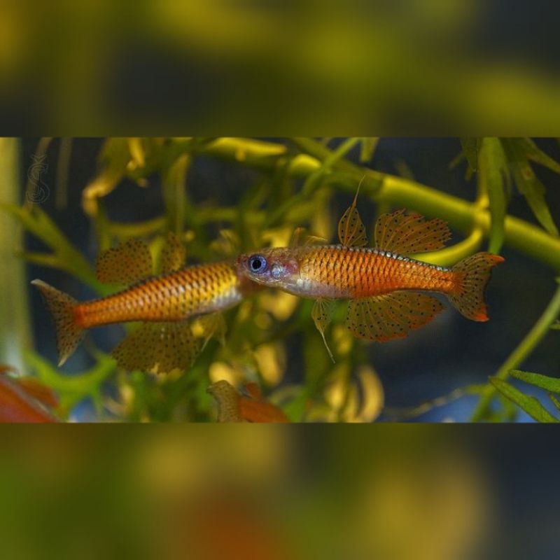 Jual Ikan Hias Pseudomougil Paskai | Shopee Indonesia
