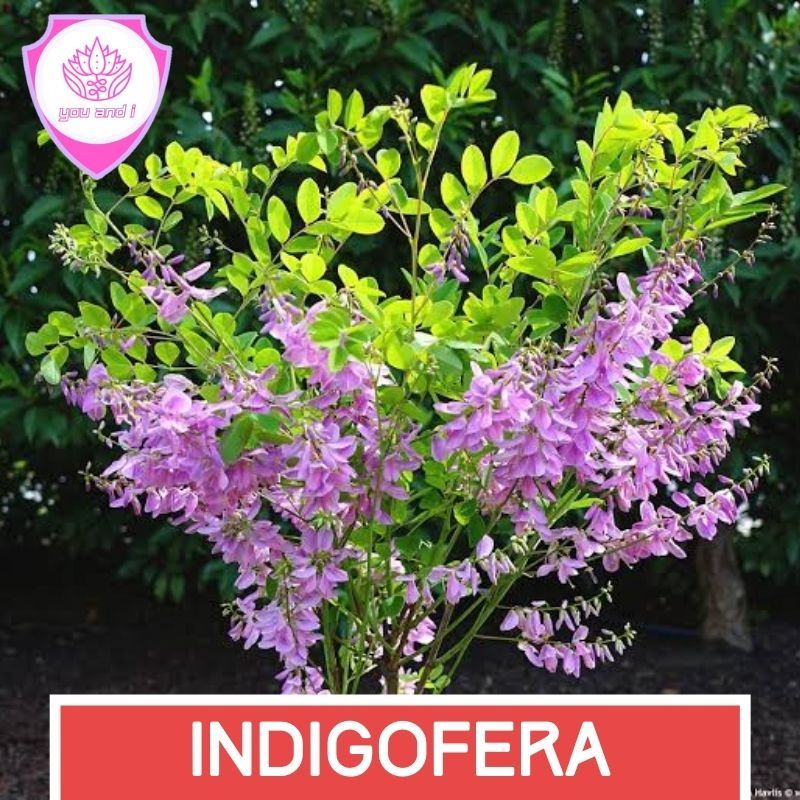 Jual Benih INDIGOFERA [isi-50] - Biji Bibit Tanaman untuk Pakan Ternak ...