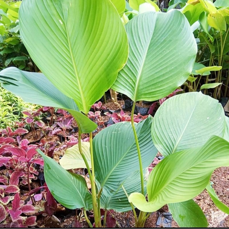Jual calathea lutea pisang calathea pusang tanaman hias calathea lutea ... Jual calathea lutea pisang calathea pusang tanaman hias calathea lutea ...