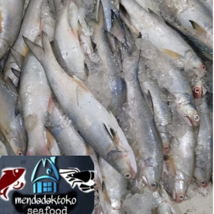 Jual ikan kuro / senangin | ikan laut segar | seafood | Shopee Indonesia