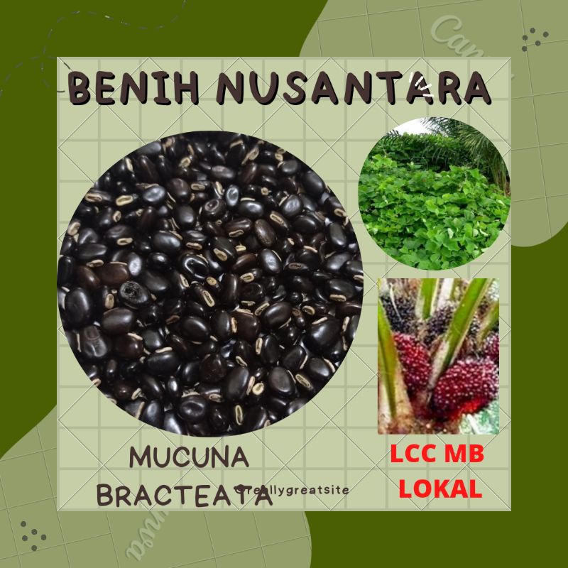 Jual Kacangan MB Lokal - Legume Cover Crop - Mucuna Bracteata 1 kg ...