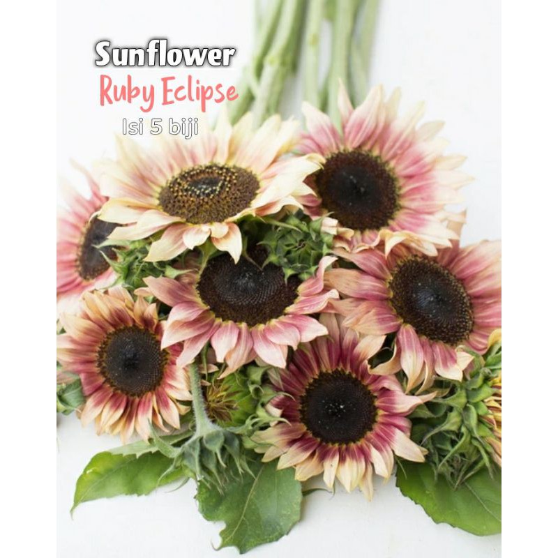 Jual Sunflower Ruby Eclipse benih biji | Shopee Indonesia