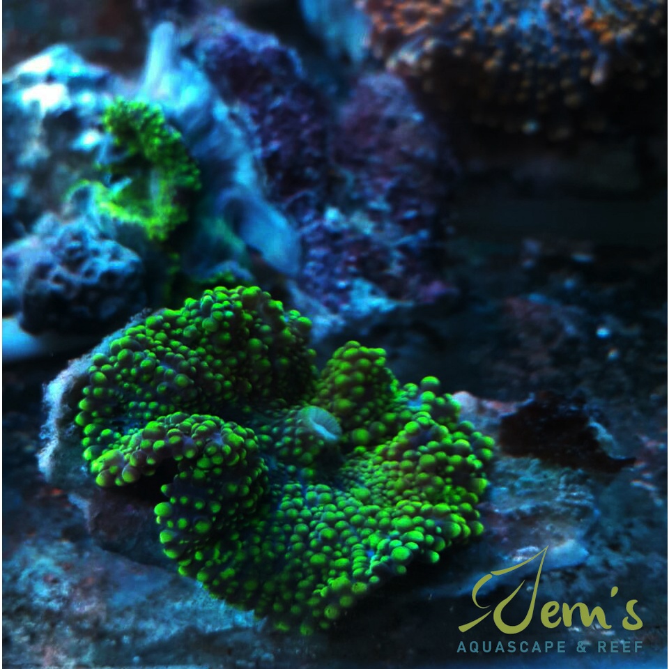 Jual Coral Jamur Yuma Hijau Metalik (Green Ricordea Yuma) | Shopee ...
