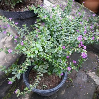 Jual Bunga Taiwan Beauty Terlengkap & Harga Terbaru Mei 2024 | Shopee ...