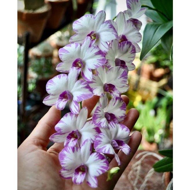 Jual Anggrek Dendrobium Enobi Splash | Shopee Indonesia