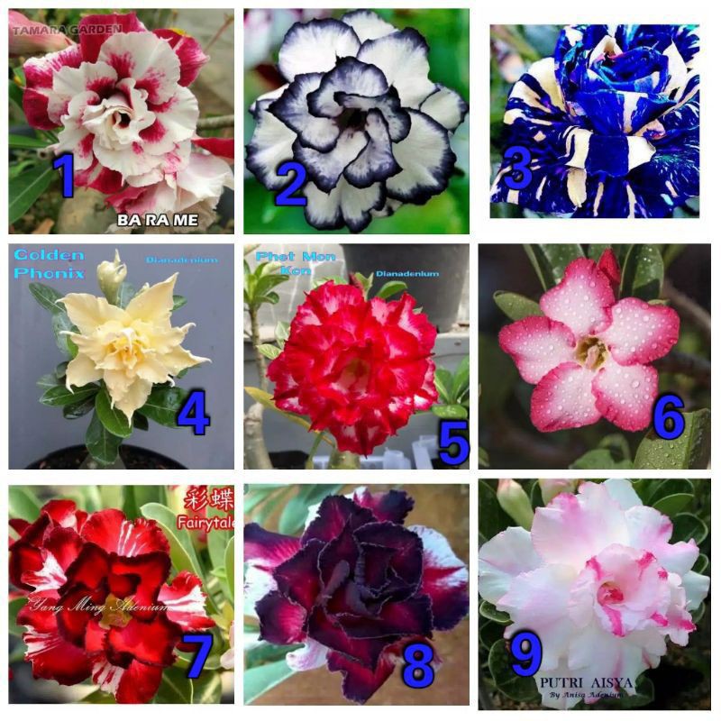 Jual 9 PAKET ADENIUM KAMBOJA JEPANG BUNGA TUMPUK | Shopee Indonesia