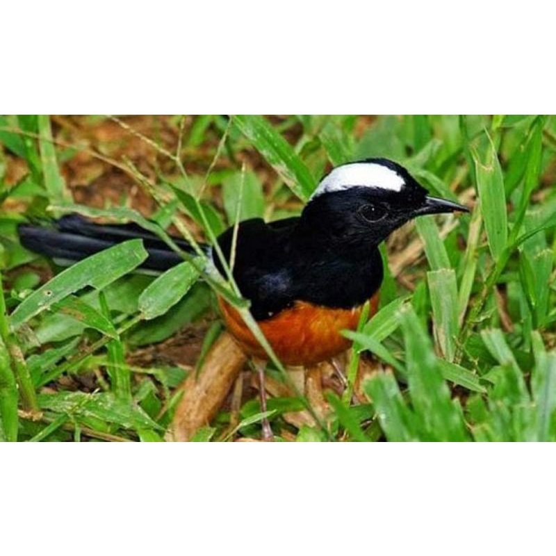 Jual burung murai avatar jantan bahan pilihan | Shopee Indonesia