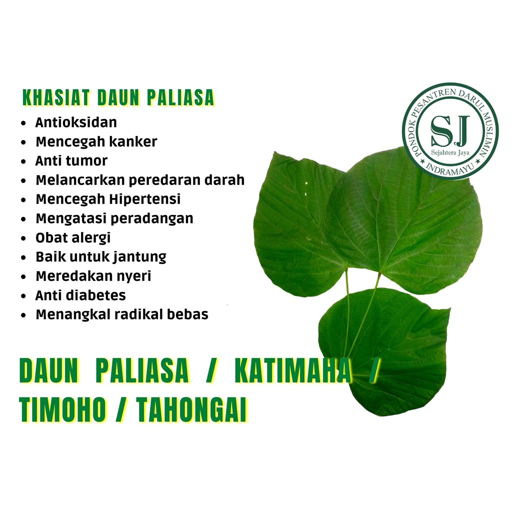 Jual DAUN PALIASA / KATIMAHA 10 lembar | Shopee Indonesia