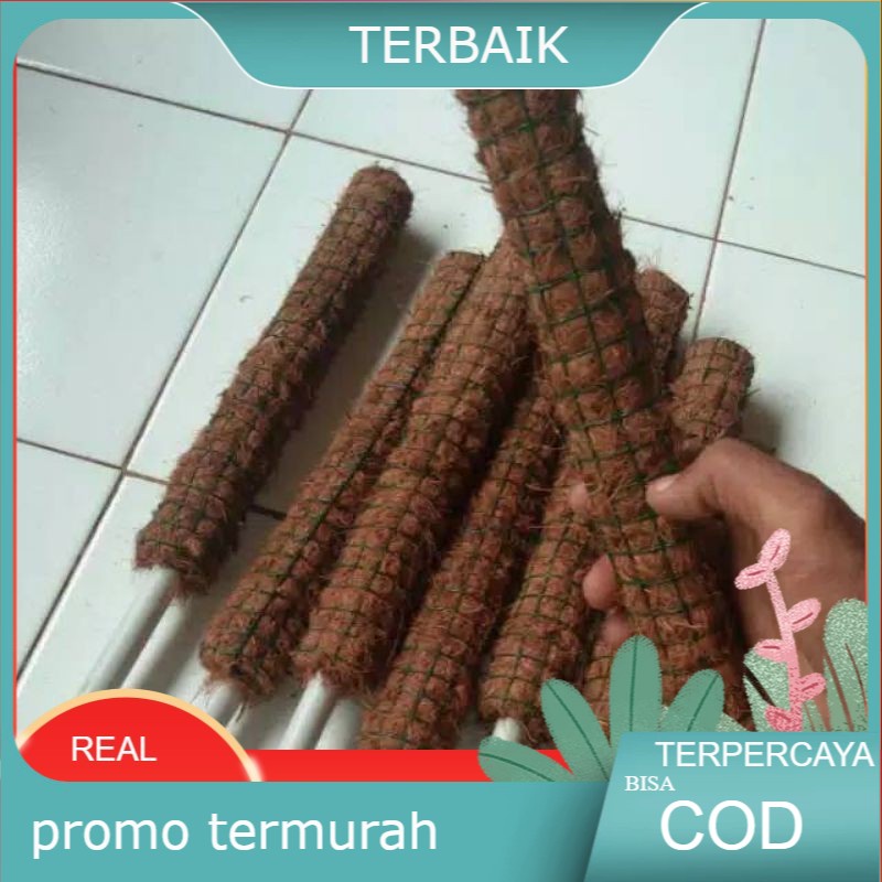 Jual Turus TANAMAN RAMBAT UKURAN 30 CM | Shopee Indonesia