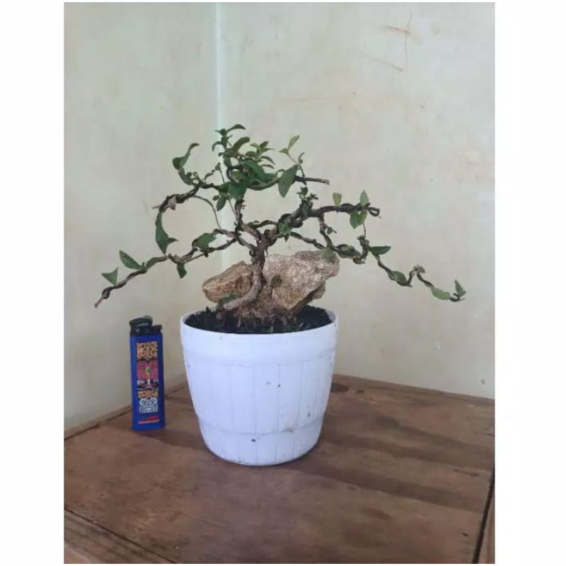 Jual bonsai sakura mikro tanaman hias pohon bonsai sakura micro ...