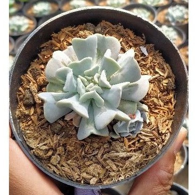 Jual tanaman skulen | Shopee Indonesia