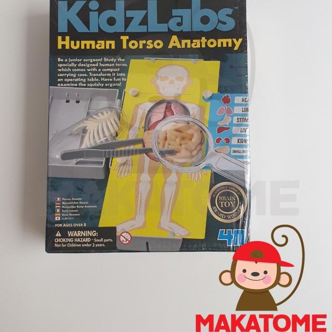 Jual 4M Kidzlabs Human Torso Anatomy mainan organ Kidz Labs Kids Lab ...