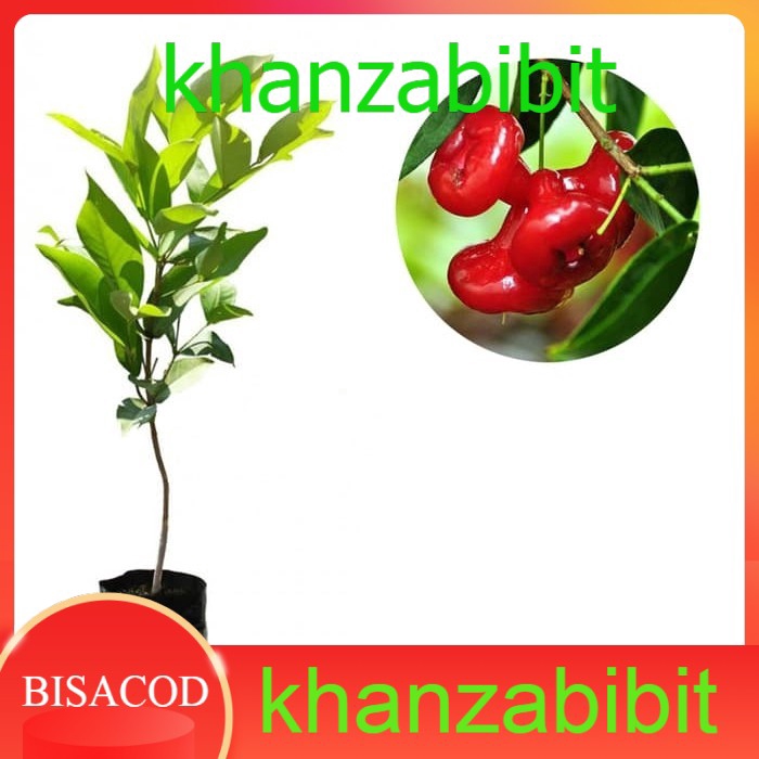 Jual Bibit Tanaman Jambu Air Kancing 70 cm (KHANZA) | Shopee Indonesia