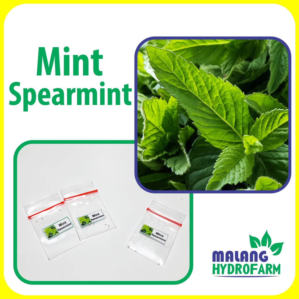 Jual Benih Mint Spearmint Unggulan berkualitas biji daun min herbal ...