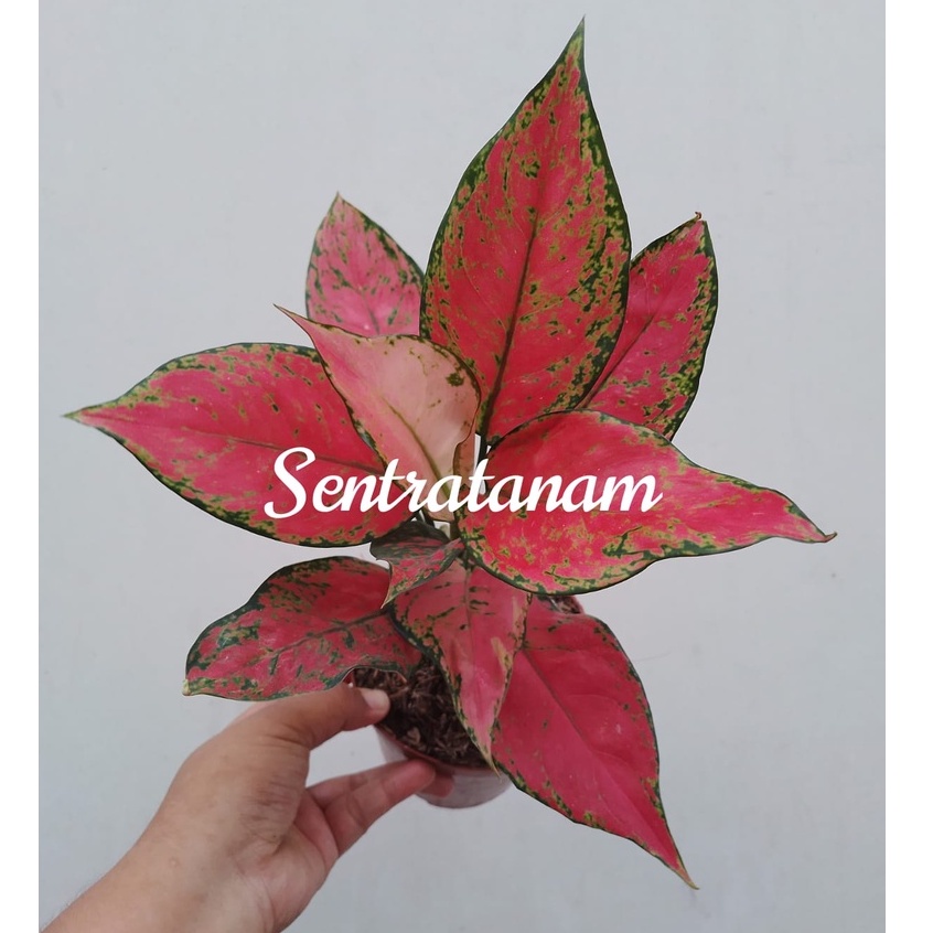 Jual Tanaman Hias Aglonema Ruby Garuda/ Tanaman Teduh/Tanaman Hias ...