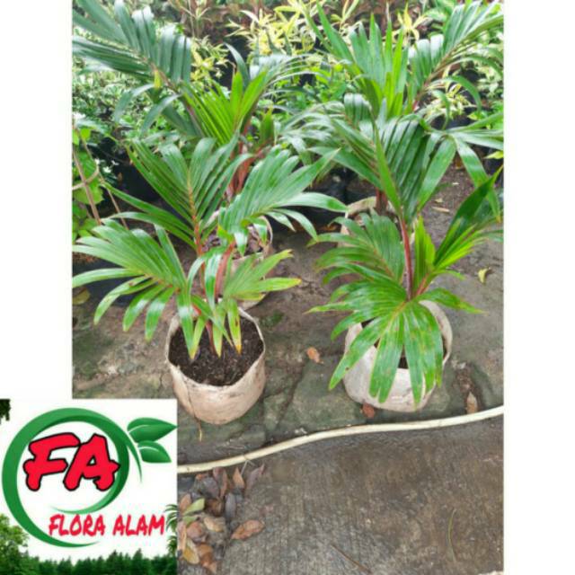 Jual Tanaman Hias Palem Botol | Shopee Indonesia