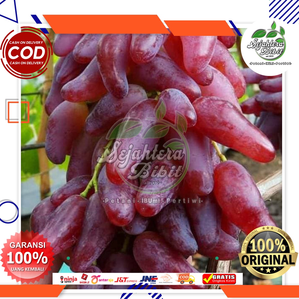 Jual Anggur Varietas Carnival/ crv (merah lonjong) | Shopee Indonesia
