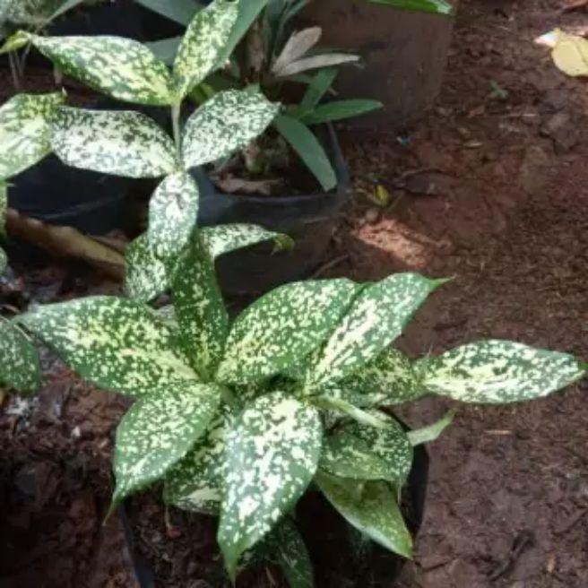 Jual tanaman hias brasena varigata / tanaman hias drassena varigata ...