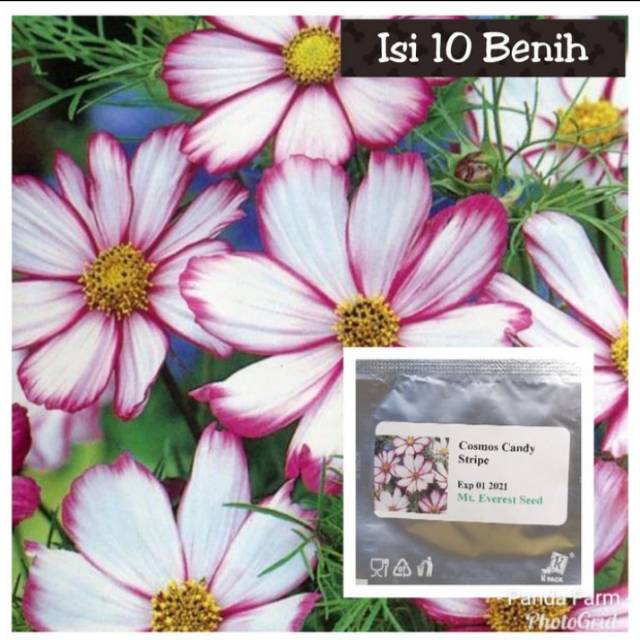 Jual Benih Bunga Cosmos Candy Isi 10 Benih Benih Biji Bunga Benih ...