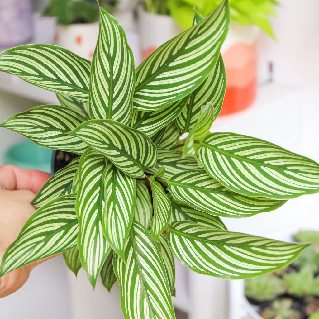 Jual Calathea Vittata Tanaman Calathea Tanaman Hias Indoor Bunga ...