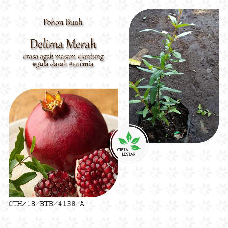 Jual Bibit Pohon Delima Merah Tanaman Buah Favorite Manis Asam | Shopee ...