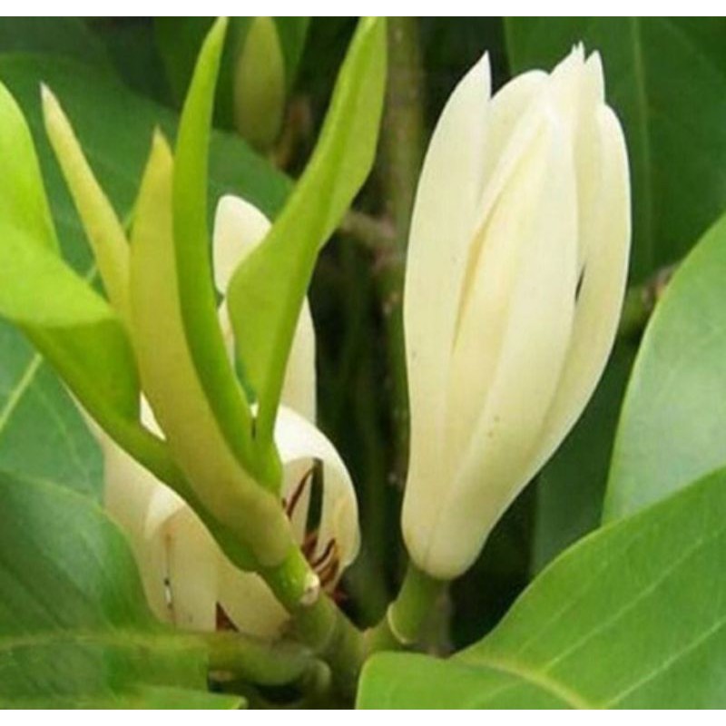 Jual Bibit Bunga Kantil Putih - Cempaka Putih | Shopee Indonesia