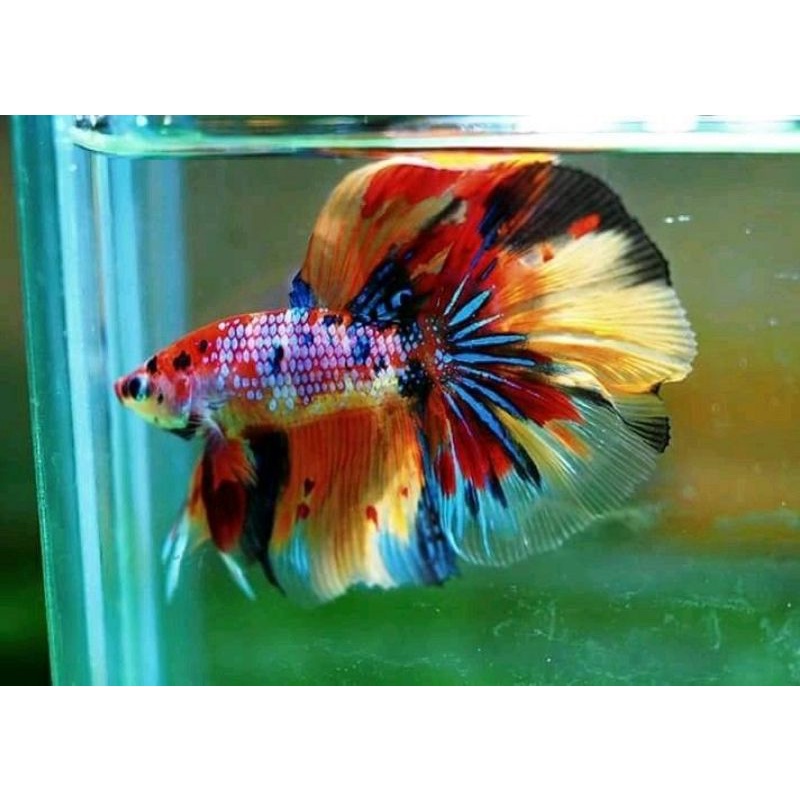 Jual HALFMOON NEMO KOI MULTY NO CELO | Shopee Indonesia