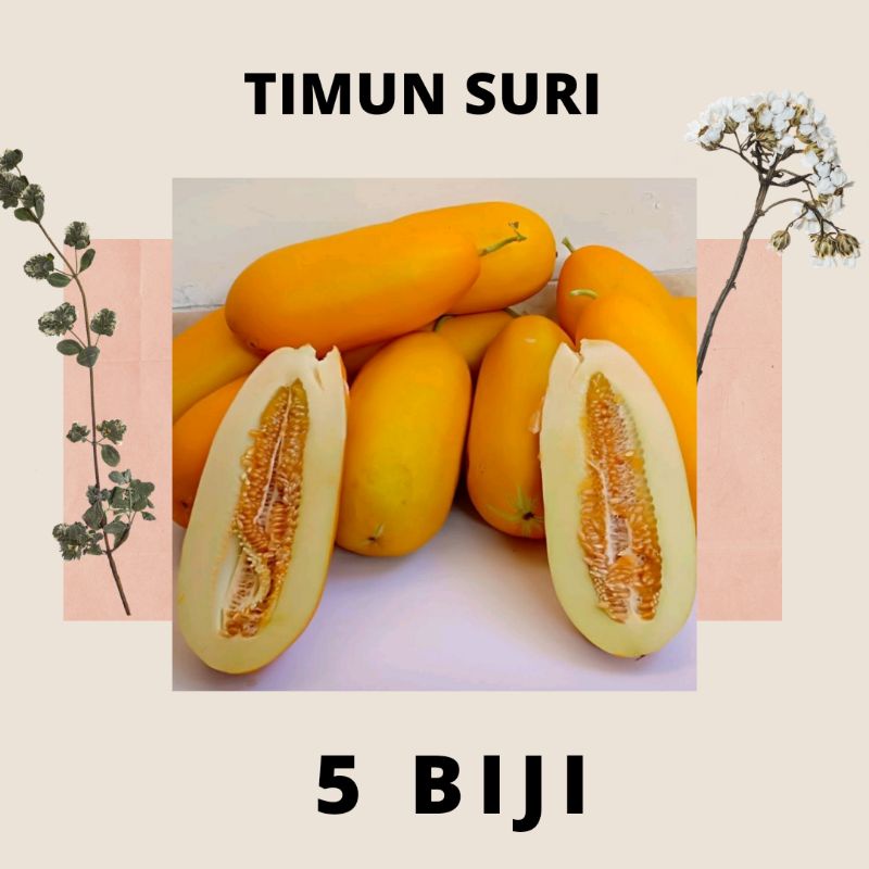 Jual 5 benih timun suri emas | Shopee Indonesia