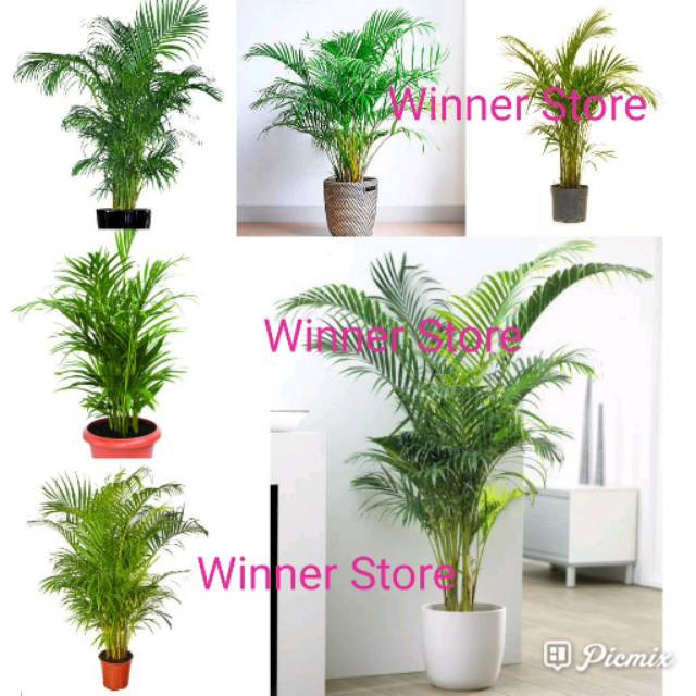 Jual Bibit Benih Palem Bambu (10 Butir) | Shopee Indonesia