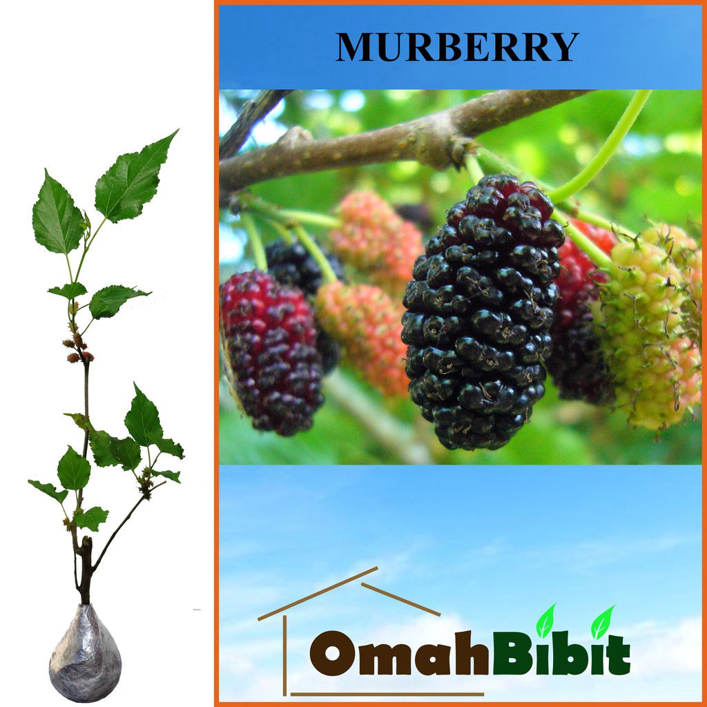 Jual Tanaman Murberry (Tinggi 40-50 cm) | Shopee Indonesia