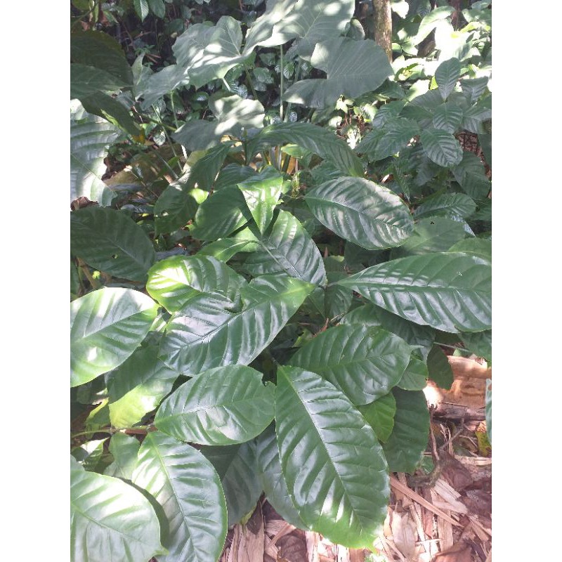 Jual DAUN KOPI 20 LEMBAR | Shopee Indonesia