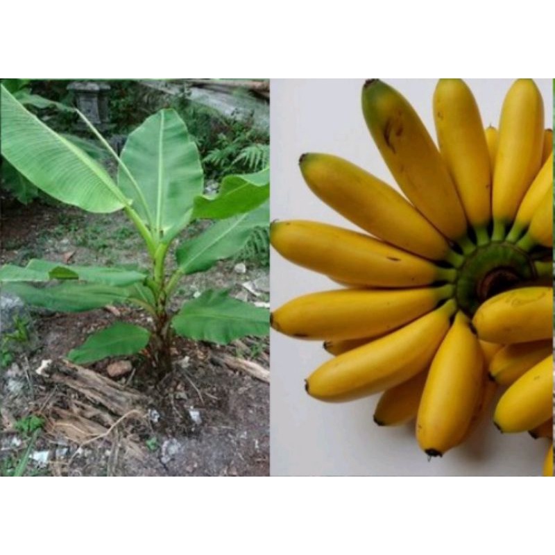 Jual Bibit unggul pisang kirana mas / pisang gading mas | Shopee Indonesia Jual Bibit unggul pisang kirana mas / pisang gading mas | Shopee Indonesia