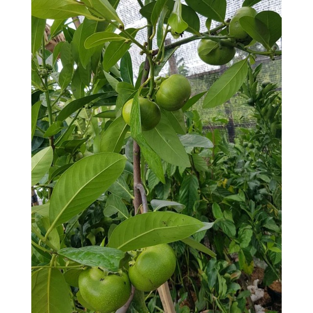 Jual bibit buah black sapote/ sawo hitam super siap tanam | Shopee ...